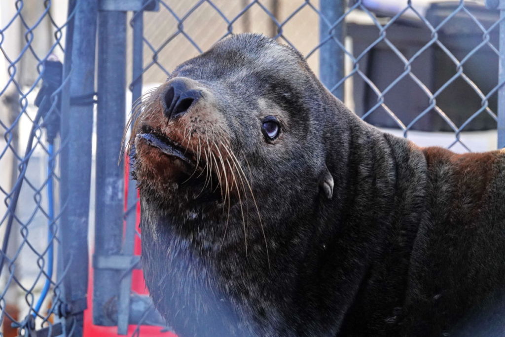 Archie | Marine Mammal Rescue Centre Patient Tracking