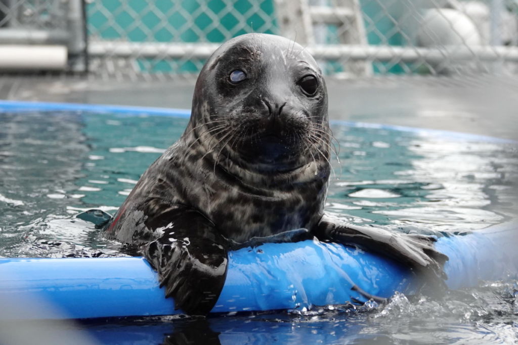 Ringo Starfish | Marine Mammal Rescue Centre Patient Tracking