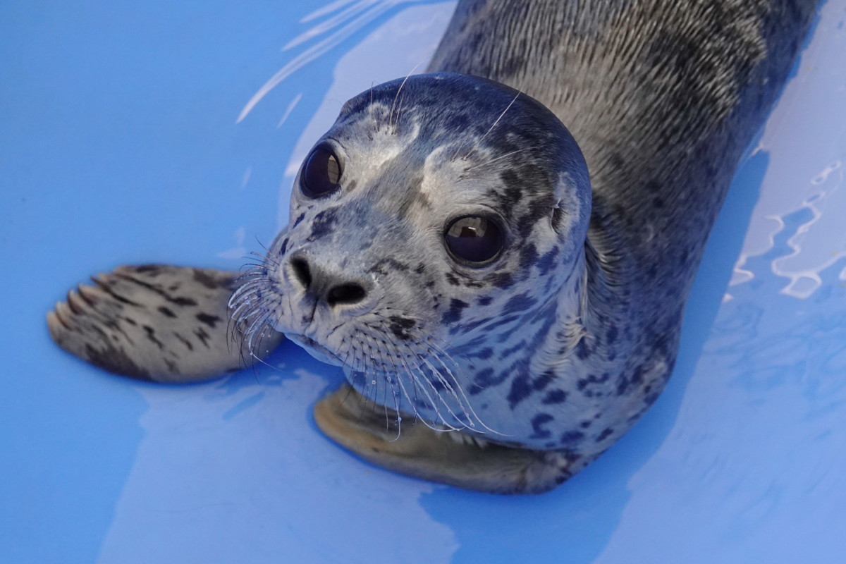 Gazelle | Marine Mammal Rescue Centre Patient Tracking
